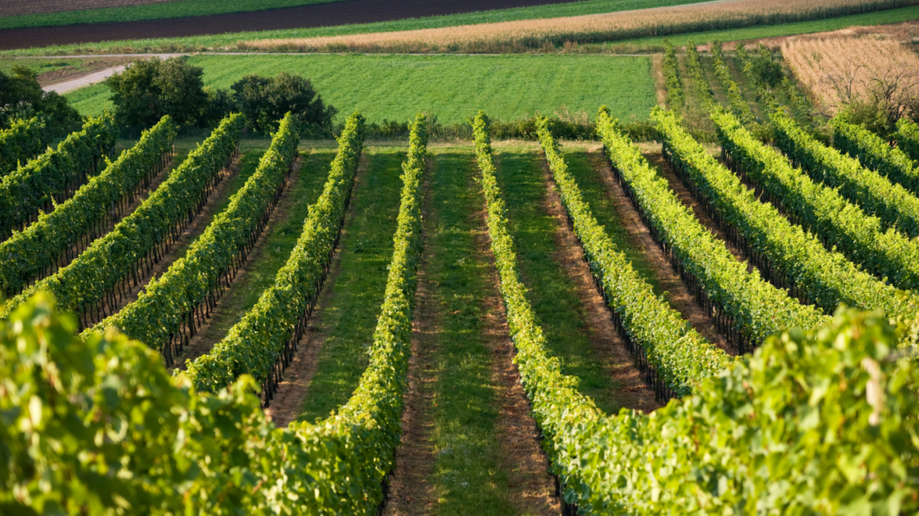 Explore the Serenity of Sula Vineyards: A Tranquil Getaway in India’s ...